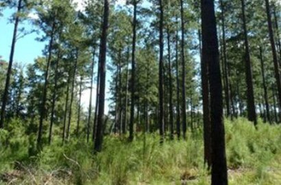 Collaborative support for responsible forestry.